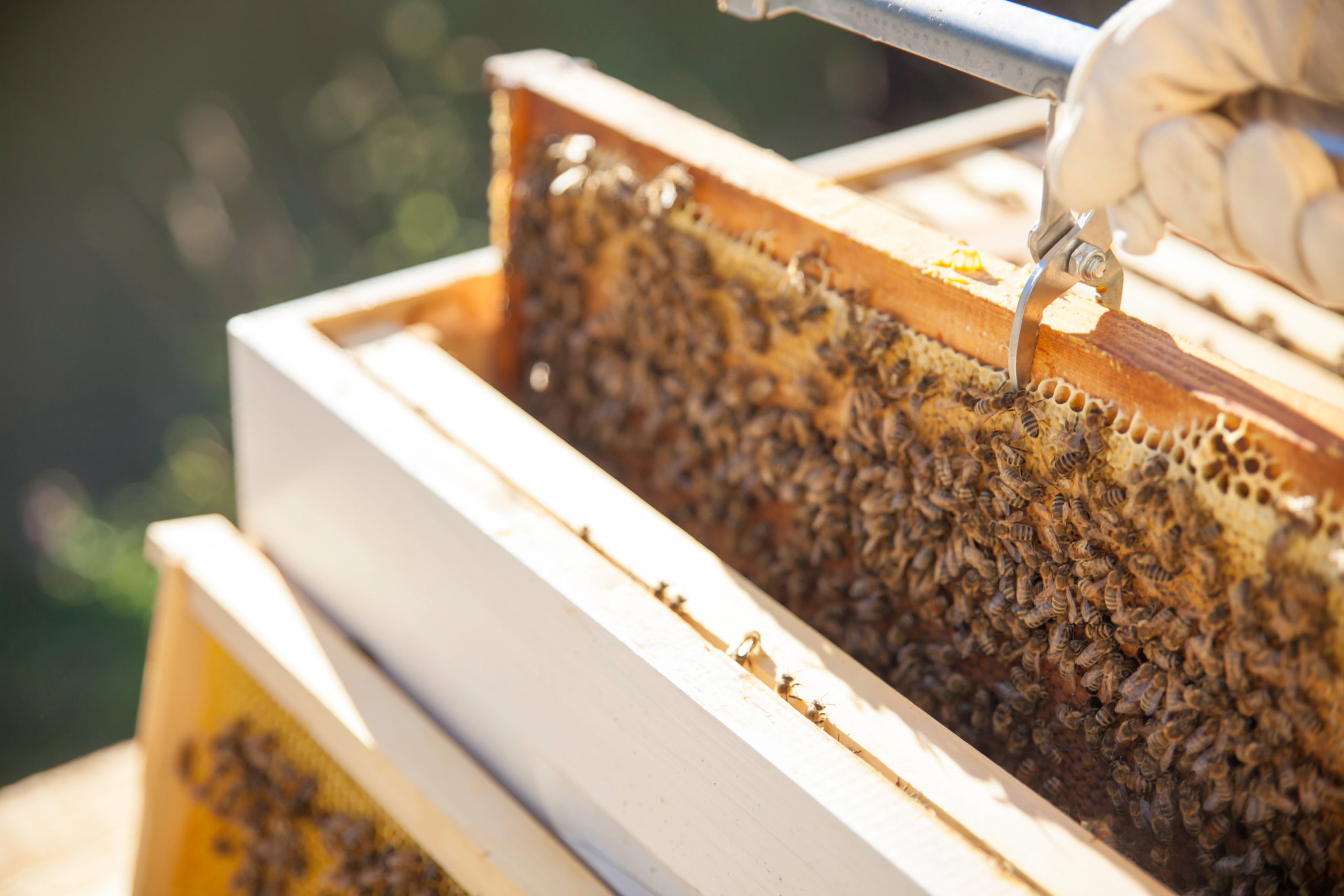 Bee Keeping Class | Dawg Gone Bees, LLC